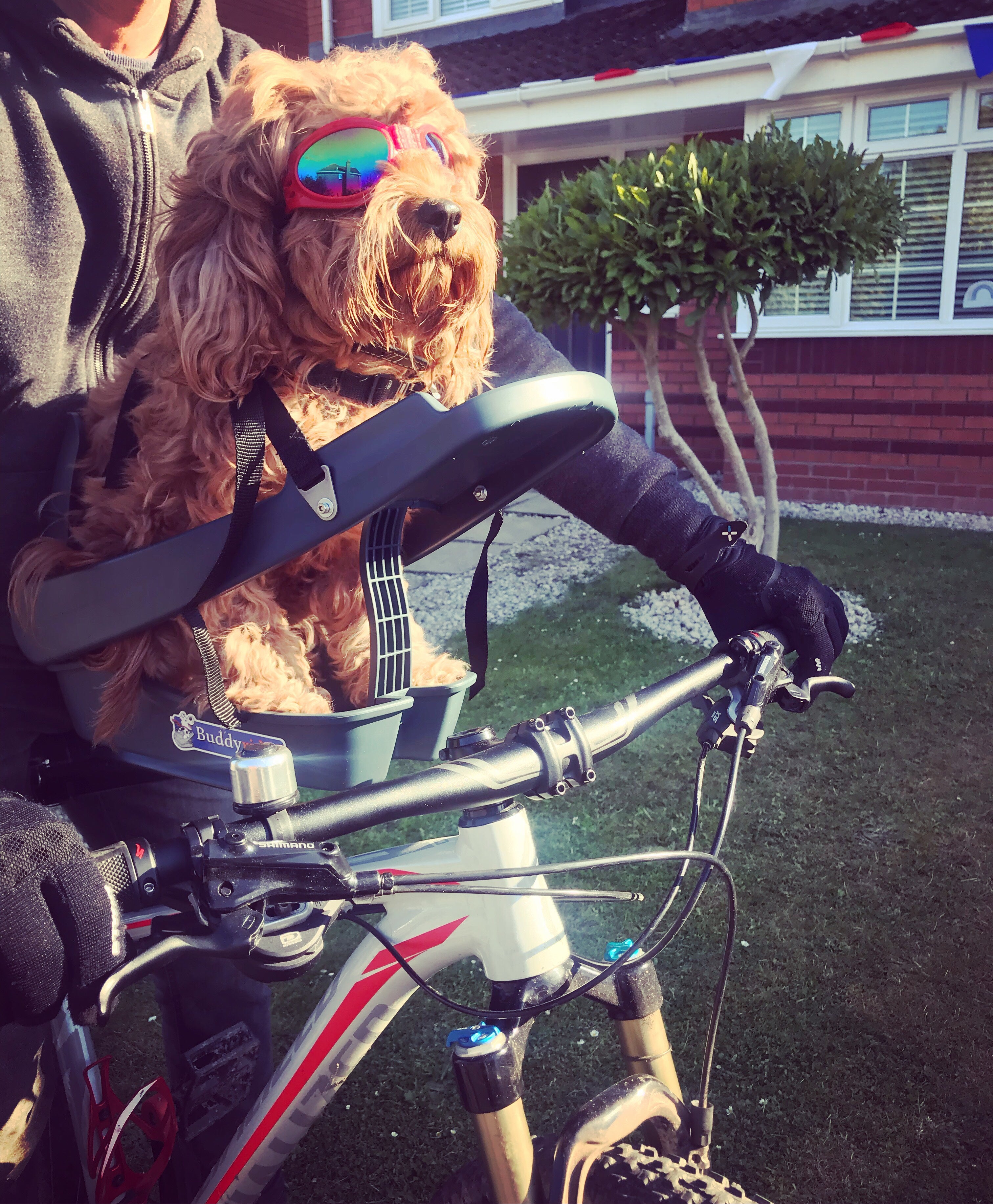 Popular Pup - Stories of Biking with my Buddyrider – Buddyrider USA