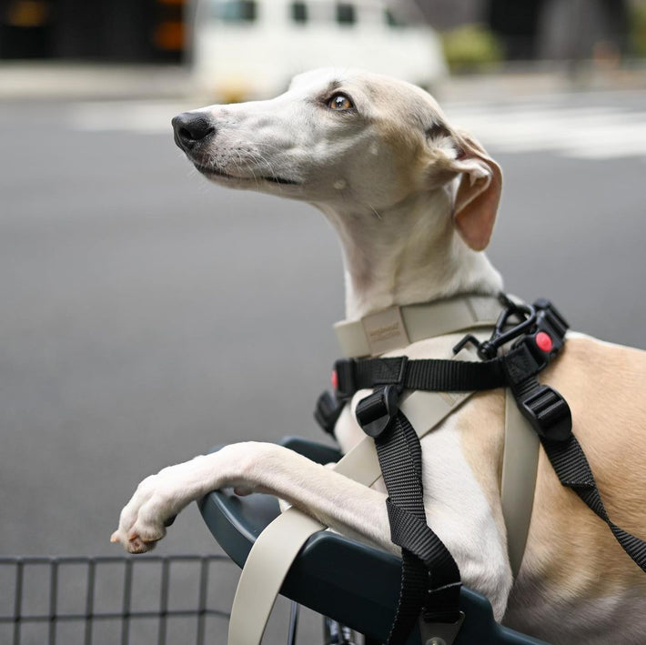 Buddyrider® | Make the World Your Dog Park - Dog Bike Carrier ...